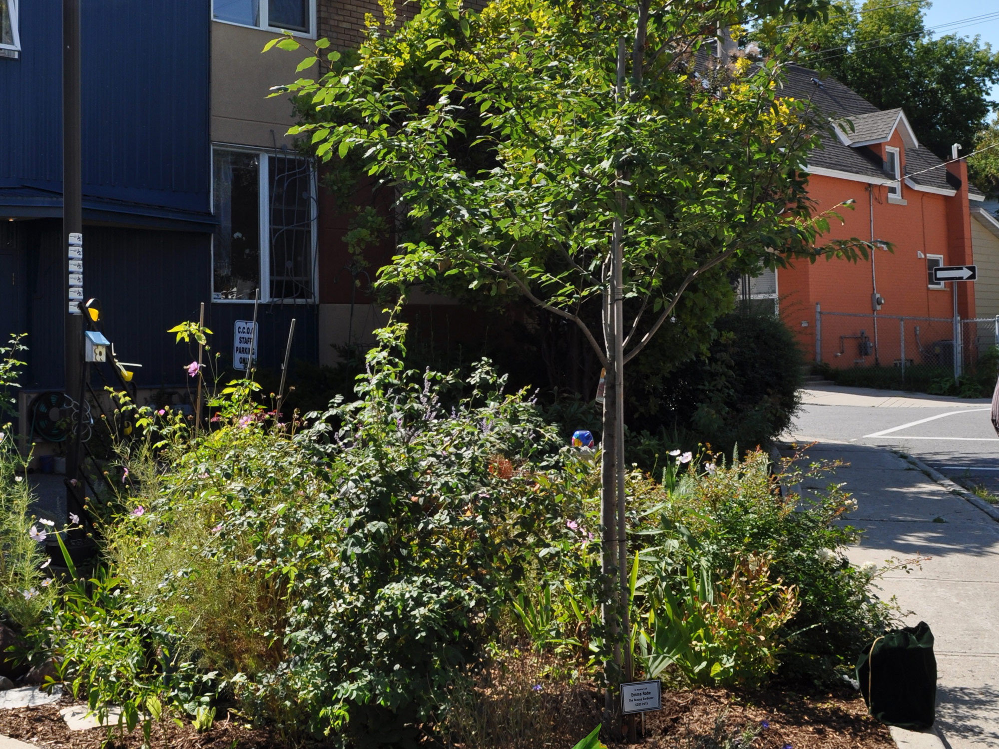 Letter to the Editor: A tree for Emma, Hintonburg’s teacup gardener